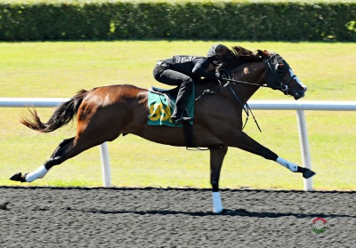 Fast Anna colt quickest at Spring Sale’s final Under Tack session – OBS ...