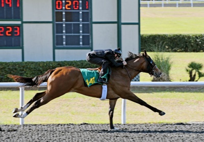 Dialed In colt fastest at March Under Tack Show’s opening session – OBS ...