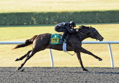 Unified colt fastest at March Sale’s opening Under Tack session – OBS Sales