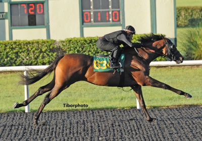 Constitution colt fastest at June’s fourth Under Tack session – OBS Sales