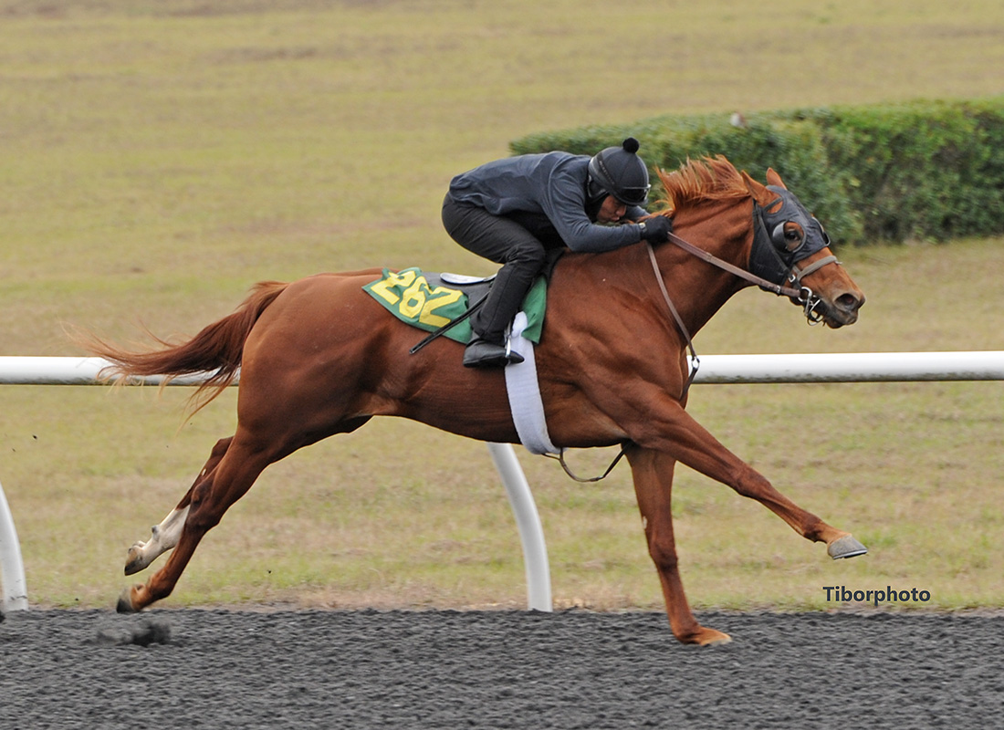 St Patrick’s Day colt fastest at Under Tack Show – OBS Sales