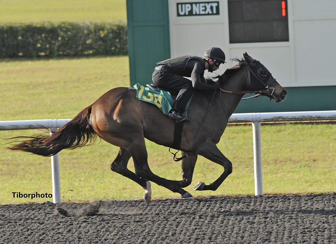 Spring Sale Under Tack Show starts Sunday – OBS Sales