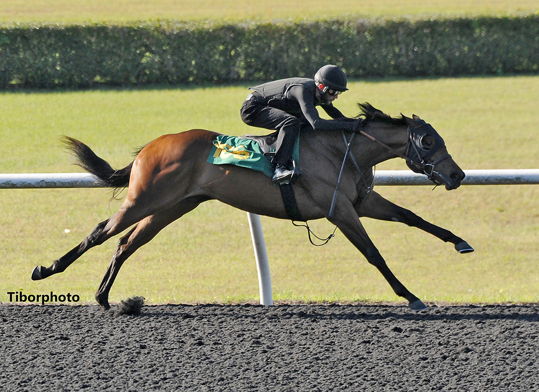 Mr. Money colt, Uncle Mo filly fastest at Spring Under Tack Opener ...
