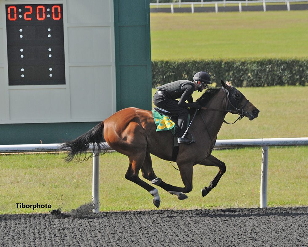 Tiz the Law filly fastest at third Spring Under Tack Session – OBS Sales