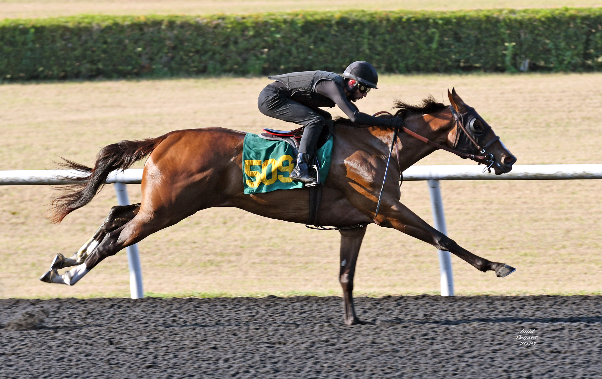 Twirling Candy filly quickest at third Under Tack session – OBS Sales