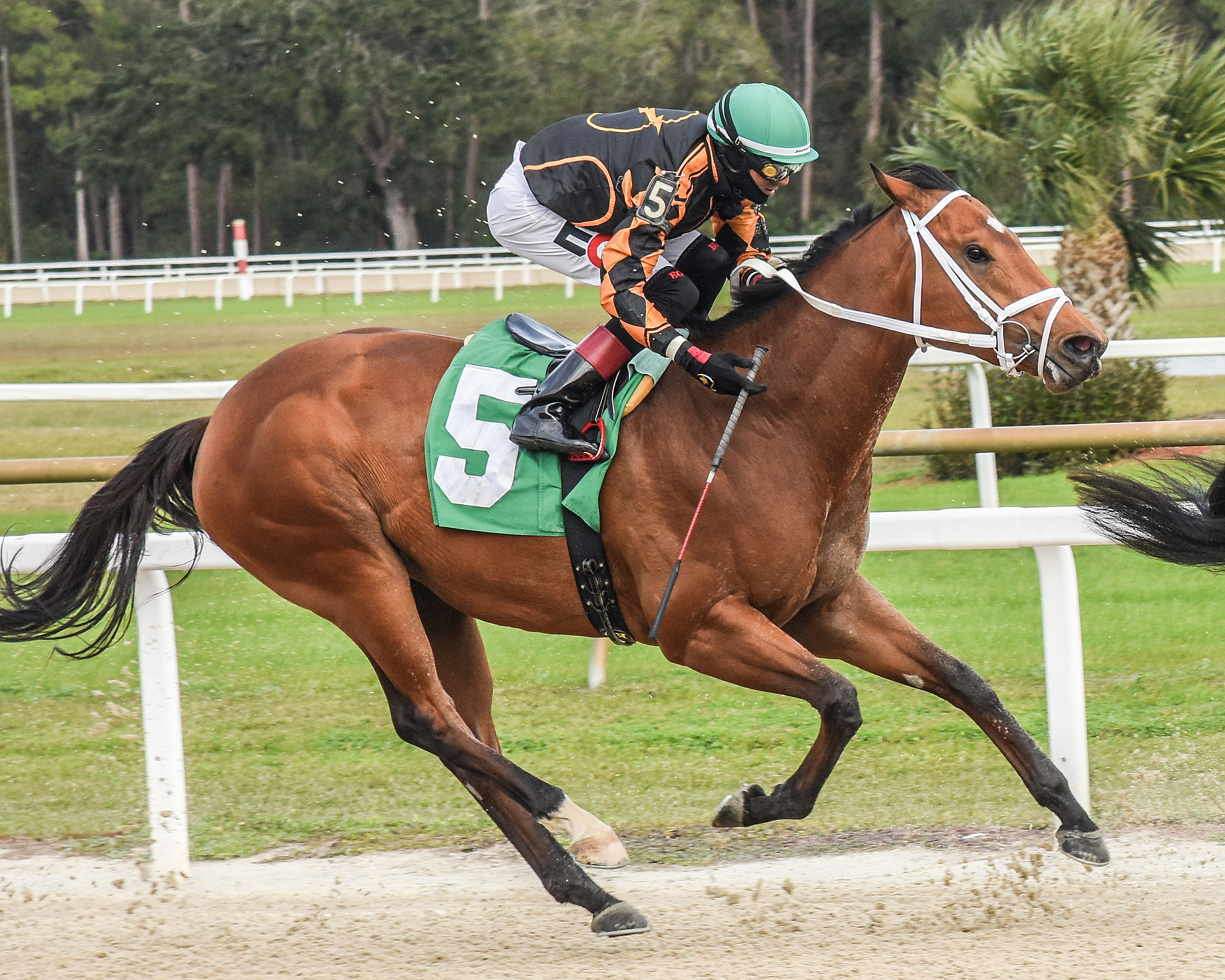 OBS Grads Naughty Rascal, Dancing Magic Earn Stakes Wins – OBS Sales