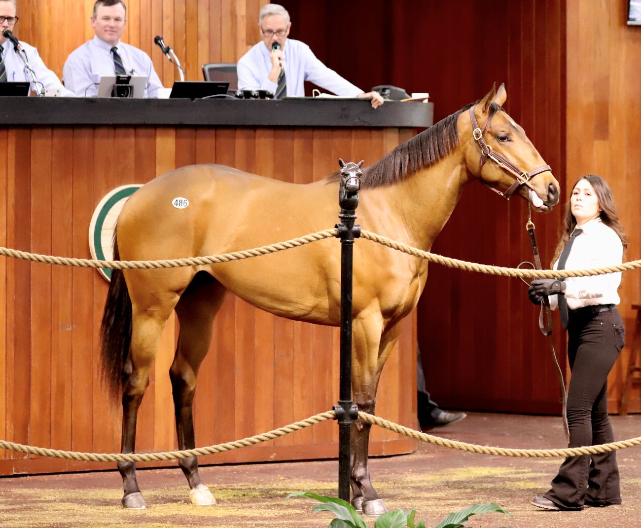 Daughter of Good Magic Sells for $1.1M to Lead Day 2 of OBS March – OBS Sales