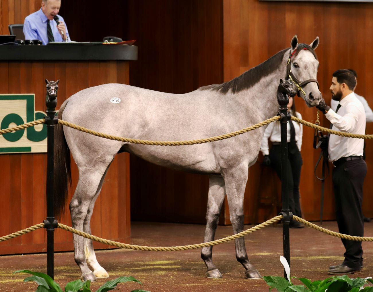 Son of Gun Runner Sells for Record $3 Million to Lead 2025 OBS March Sale – OBS Sales