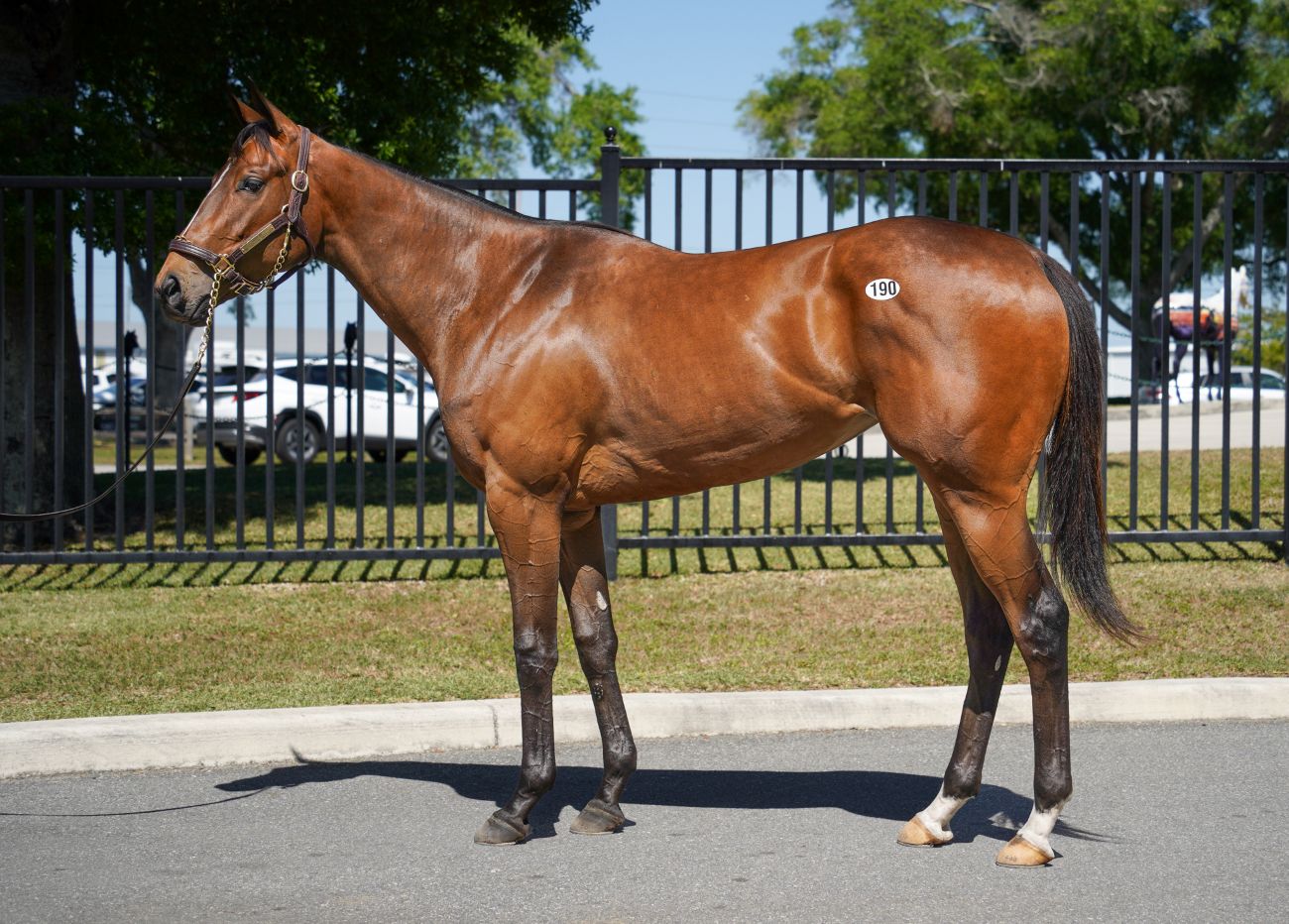 Top of the Line: Tapit Colt Brings $1 Million on Opening Day of OBS Spring Sale – OBS Sales