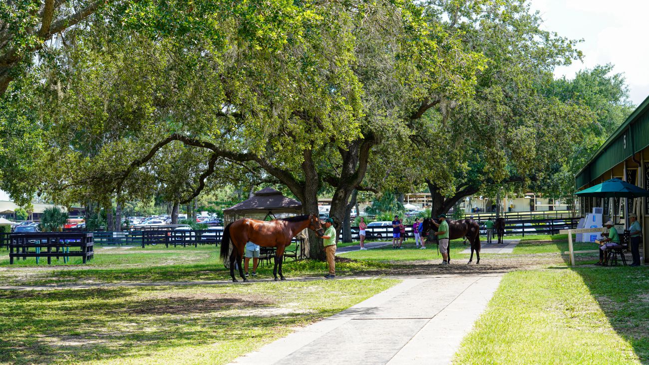 OBS June 2026 Catalogue Now Available Online – OBS Sales