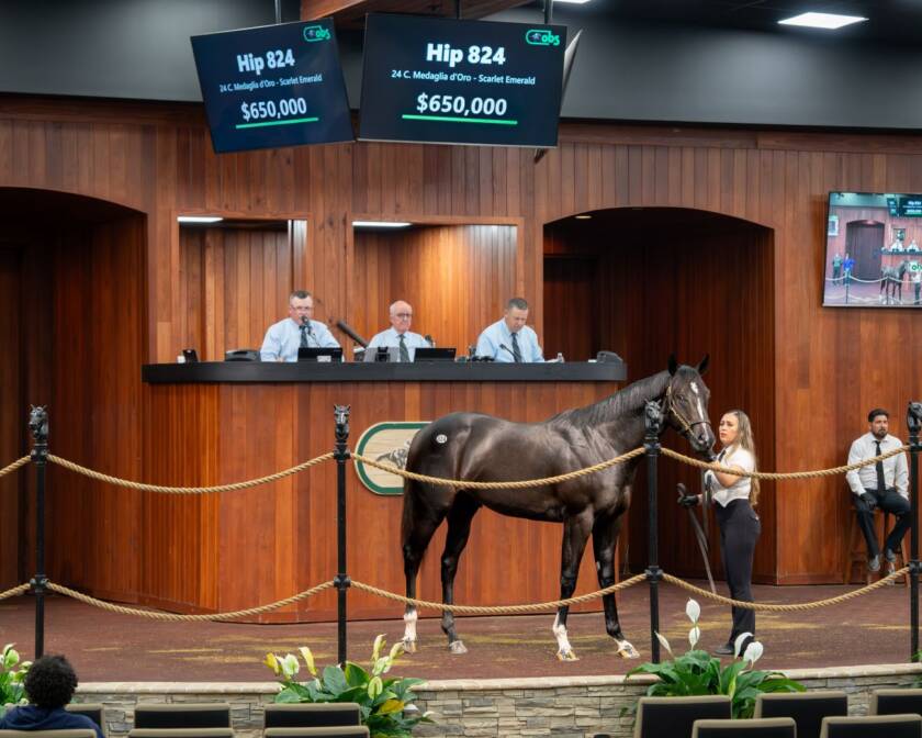 Medaglia d’Oro Colt Leads Final Session as OBS June Posts Record ...